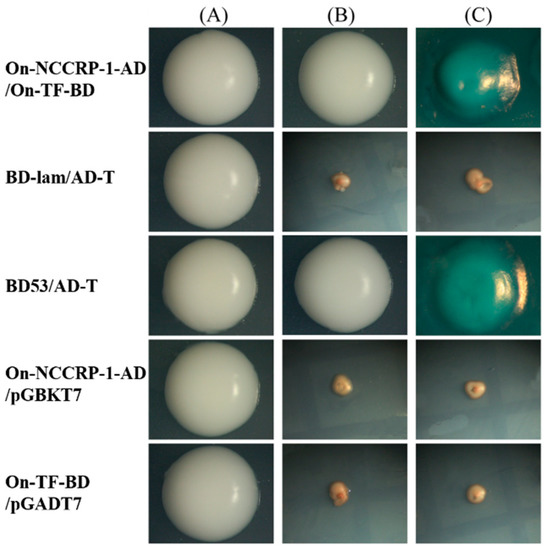Transferrin Mediated NCC Killing Activity through NCCRP-1 in Nile ...