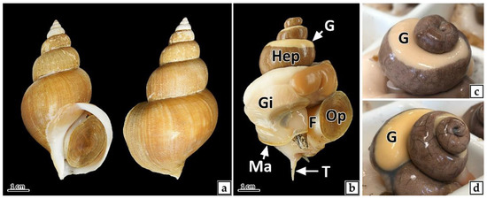 Reproductive Cycle and Sexual Group Maturity of Buccinum osagawai ...
