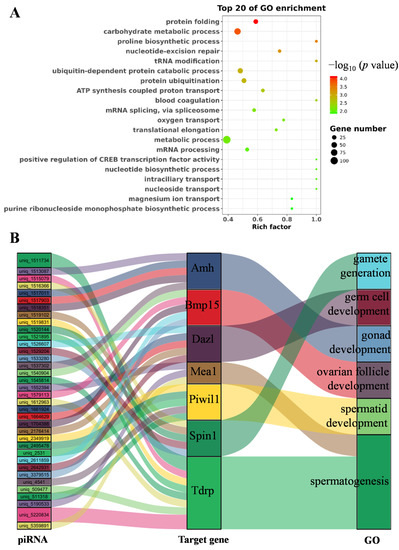Identification and Characterization of PIWI-Interacting RNAs in ...