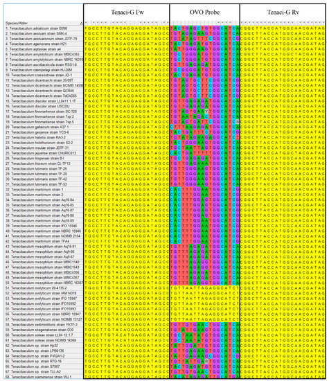 Tenacibaculum ovolyticum 16S rDNA Quantitative-PCR Assay Development ...