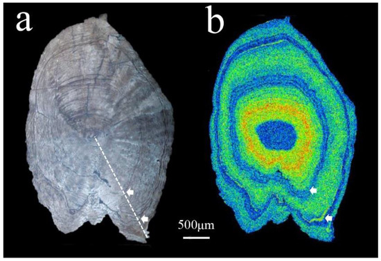 Otolith Microchemistry Reveals Life History and Habitat Use of Coilia ...