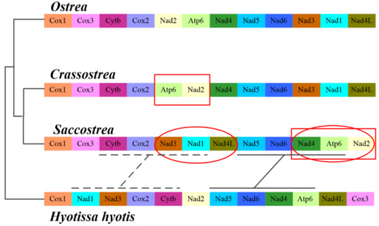 The Complete Mitochondrial Genome of Hyotissa hyotis (Bivalvia ...