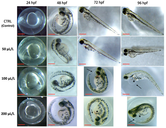 Evaluation of Anaesthetic Effect of Commercial Basil Ocimum basilicum ...
