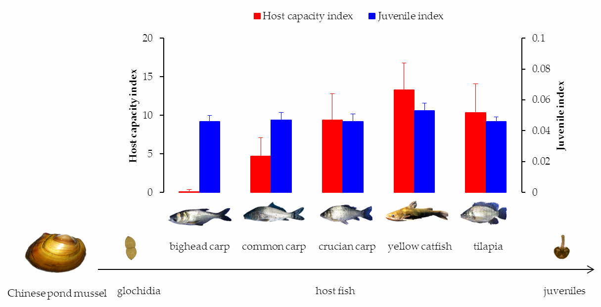 Fishes | Free Full-Text | Host Fish Suitability for Freshwater Bivalve ...