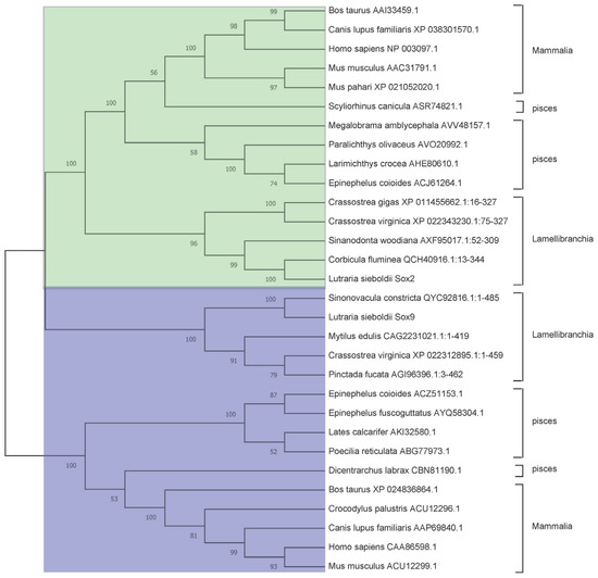 Cloning and Expression of Sox2 and Sox9 in Embryonic and Gonadal ...