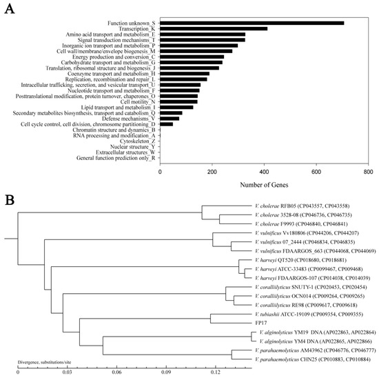 First Report on Genome Analysis and Pathogenicity of Vibrio tubiashii ...
