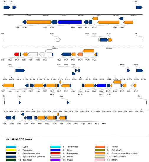 First Report on Genome Analysis and Pathogenicity of Vibrio tubiashii ...