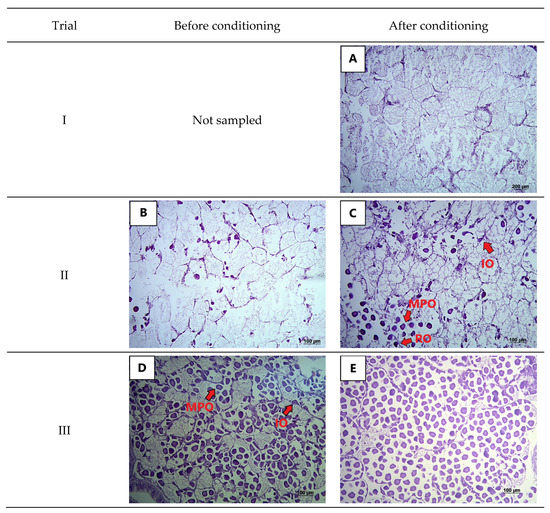 Towards the Control of the Reproduction of the Yellow Clam ...