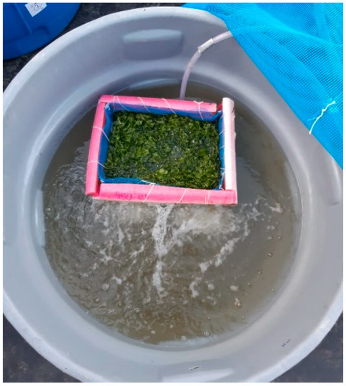 Influence of Total Suspended Solids on the Growth of the Sea Lettuce ...