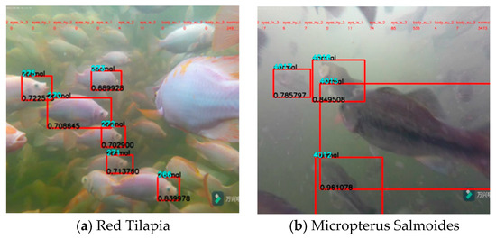 Diseased Fish Detection in the Underwater Environment Using an Improved ...