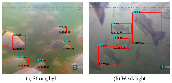 Diseased Fish Detection in the Underwater Environment Using an Improved ...