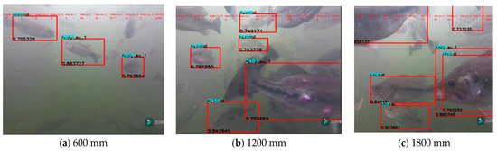 Diseased Fish Detection in the Underwater Environment Using an Improved ...
