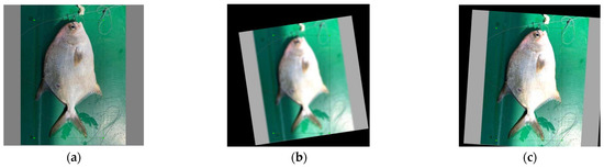 Fishes | Free Full-Text | Detection and Identification of Fish Skin ...