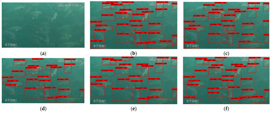 Fishes | Free Full-Text | Detection and Identification of Fish Skin ...