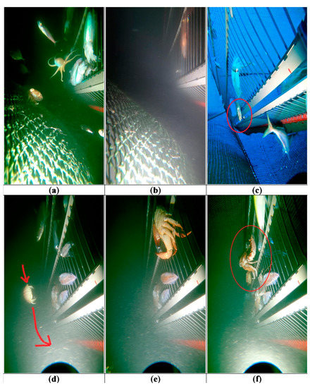 Juvenile and Trash Fish Excluder Device (JTED) for Taiwanese Bottom Trawl