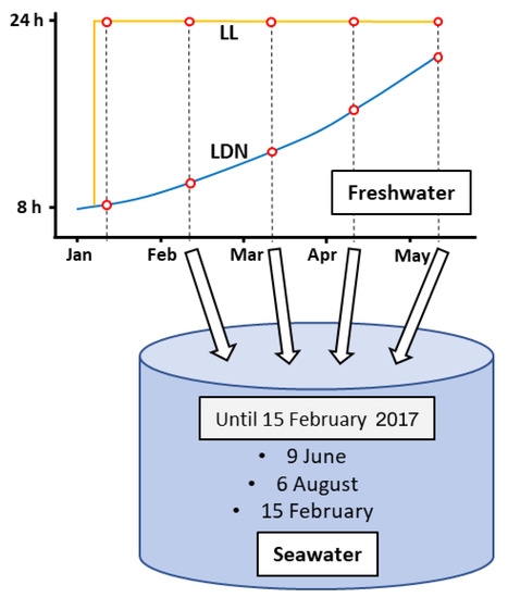 Effect of Photoperiod and Transfer Time on Atlantic Salmon Smolt ...