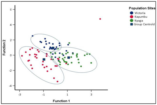 Morphometric Variations of Nile Tilapia (Oreochromis niloticus ...
