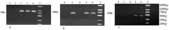 Isolation and Identification of Pathogenic Vibrio Species in Black ...