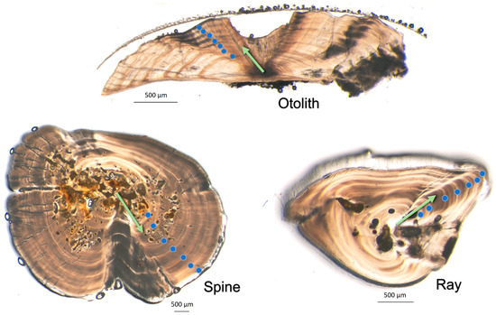 Fishes | Free Full-Text | Dorsal Fin Spines and Rays for Nonlethal ...