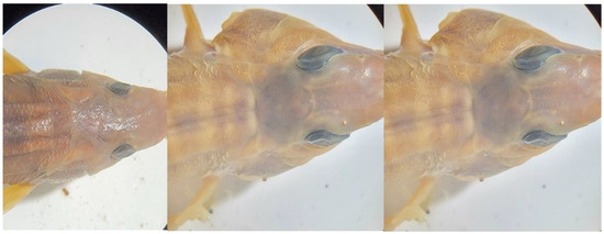 Morphological Comparison of the Chesapeake Logperch Percina bimaculata ...
