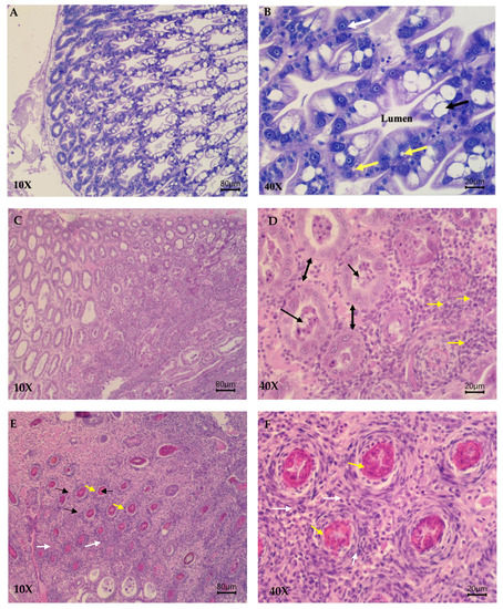 Immunoregulation and Resistance to Aquatic Pathogens with Dietary Nucleotides in Pacific White ...