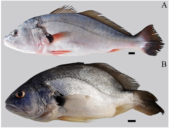 First Record of Spinal Deformity in the South American Silver Croaker ...
