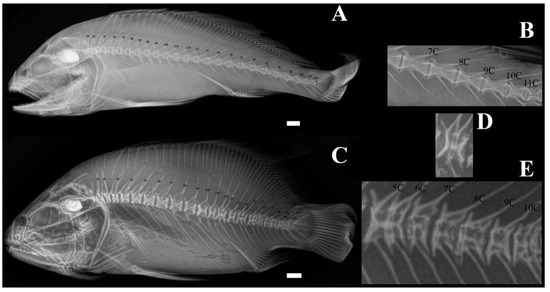 First Record of Spinal Deformity in the South American Silver Croaker ...