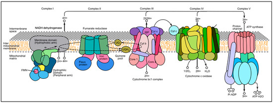 Amino Acid Variation at the Mitochondrial Binding Site of Antimycin A ...