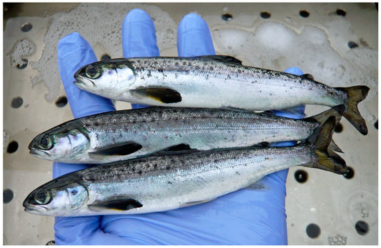 Potential Impact of Climate Change on Salmonid Smolt Ecology