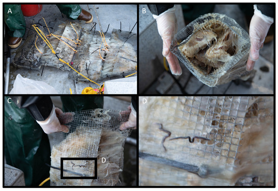 Decomposition Rates of Suppression-Produced Fish Carcasses in a Large ...