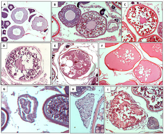 Age, Growth, and Functional Gonochorism with a Twist of Diandric ...