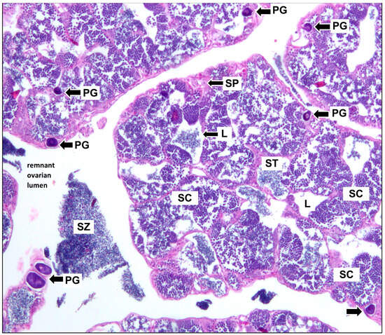 Age, Growth, and Functional Gonochorism with a Twist of Diandric ...