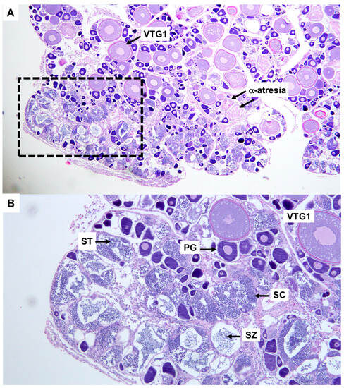 Age, Growth, and Functional Gonochorism with a Twist of Diandric ...