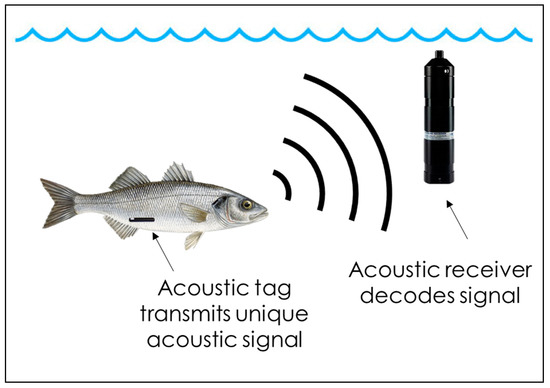 Fish Welfare in Aquaculture: Physiological and Immunological Activities ...