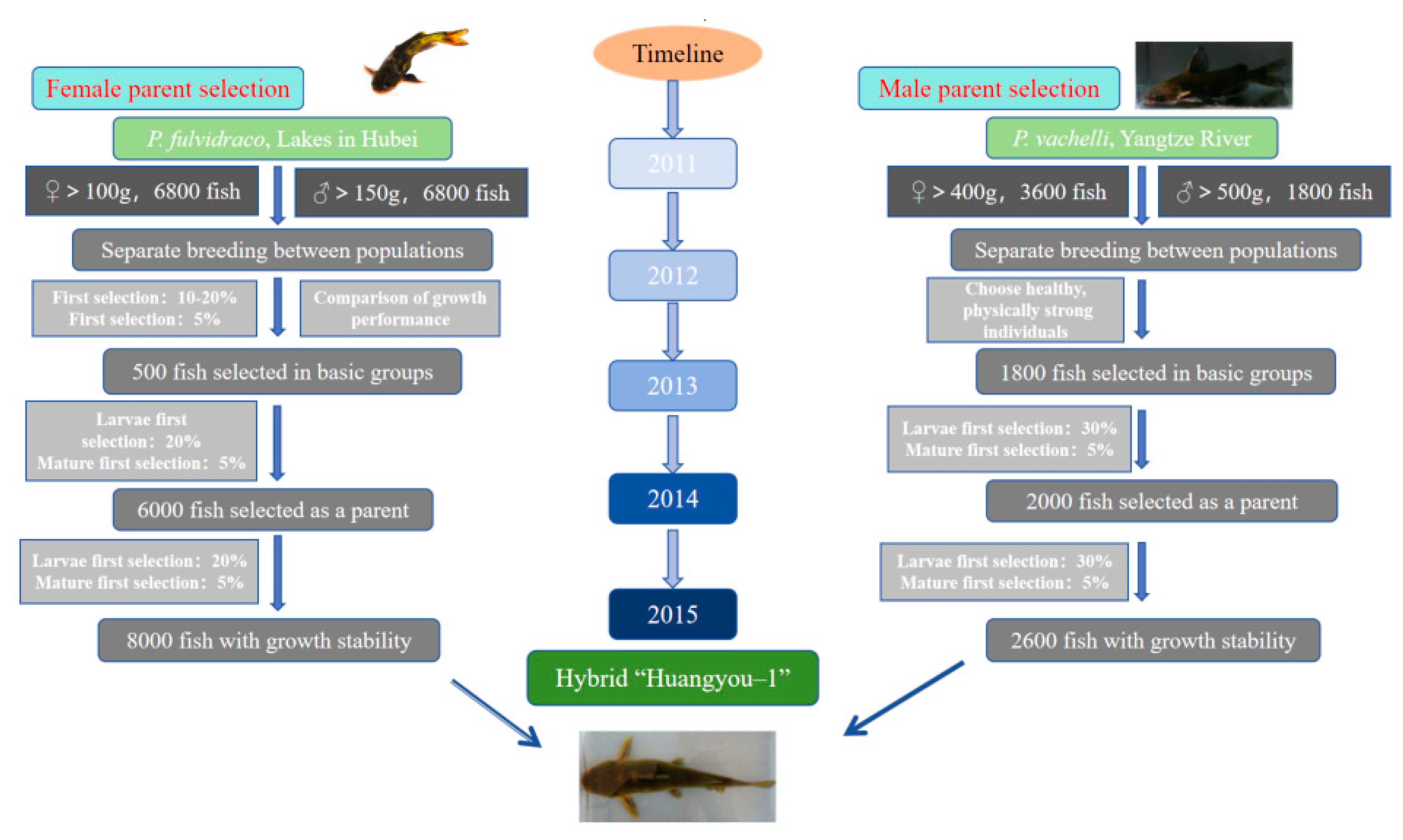 Profiling Genetic Breeding Progress in Bagrid Catfishes