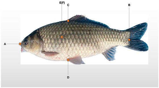 Weight–Length Relationship and Condition Factor of Gibel Carp ...