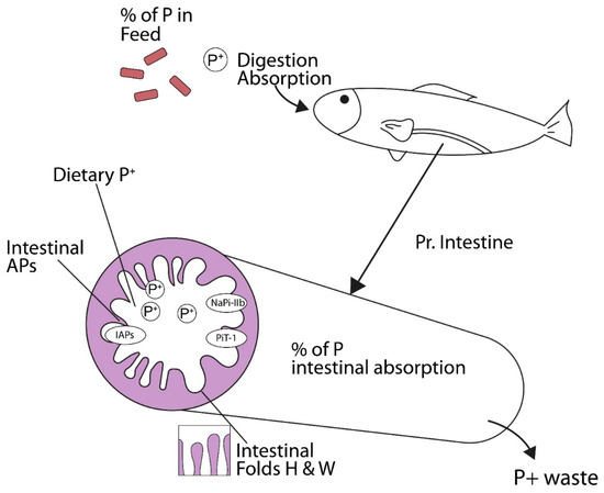 Addressing Phosphorus Waste in Open Flow Freshwater Fish Farms ...