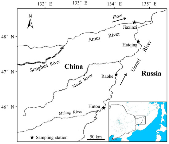 The Migratory Biology and Feeding Habits of Downstream-Migrating ...