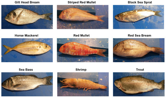 An Improved Deep Learning Model for Underwater Species Recognition in ...