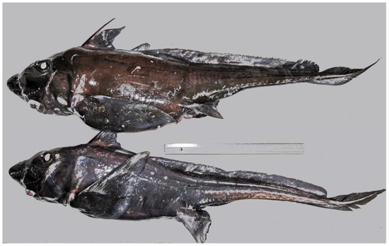 First Records of a Hydrolagus Species (Holocephali: Chimaeridae) from ...