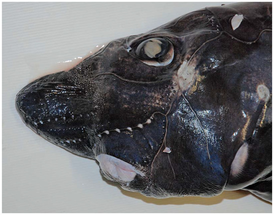 First Records of a Hydrolagus Species (Holocephali: Chimaeridae) from ...