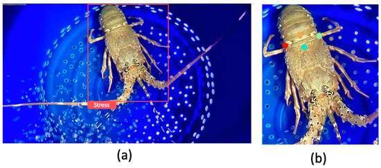 Advanced Robotic System With Keypoint Extraction And Yolov5 Object Detection Algorithm For
