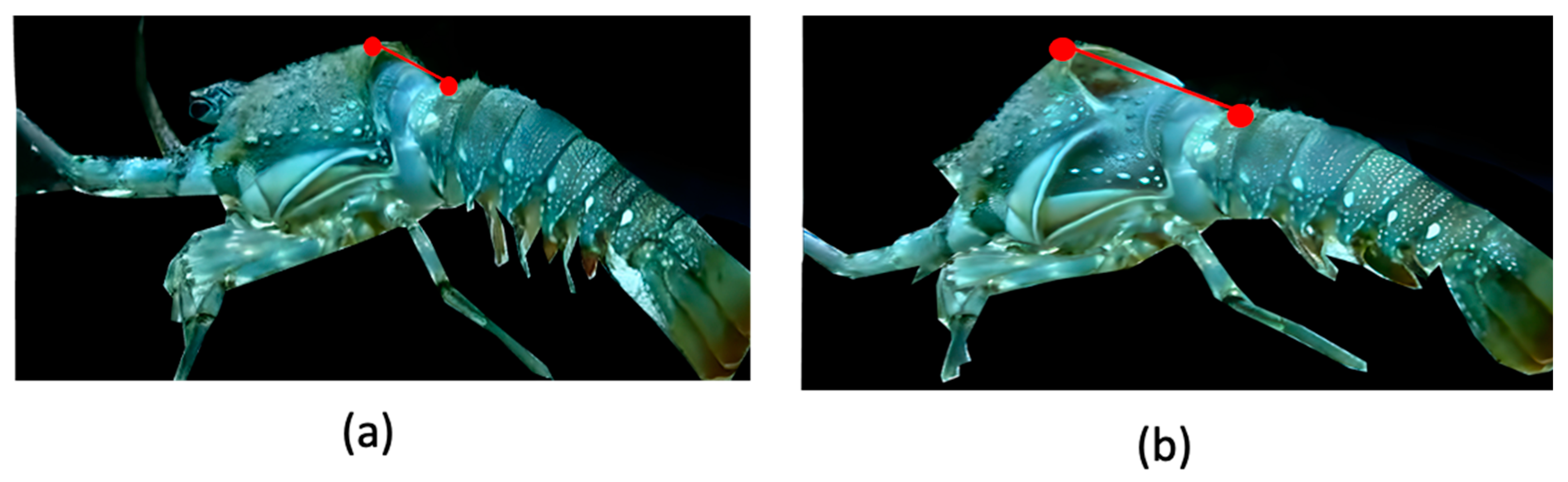 Advanced Robotic System With Keypoint Extraction And Yolov5 Object Detection Algorithm For