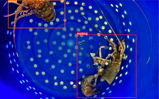 Advanced Robotic System With Keypoint Extraction And Yolov5 Object Detection Algorithm For
