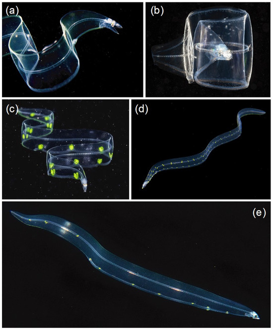 43 Years after H.G. Moser’s Seminal “Morphological and Functional ...