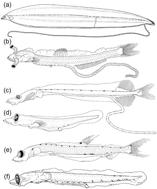 Fishes | Free Full-Text | 43 Years after H.G. Moser’s Seminal ...