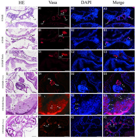 Gonad and Germ Cell Development and Maturation Characteristics of the ...