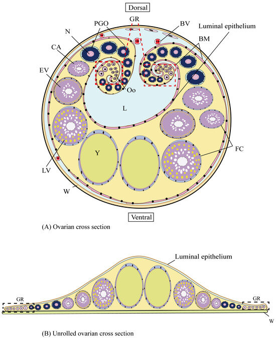 Gonad and Germ Cell Development and Maturation Characteristics of the ...