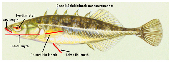 Condition, Reproductive Fitness, and Fluctuating Asymmetry in Brook ...