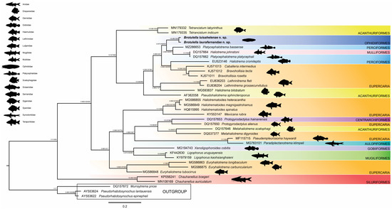 Proposal of Brotulella n. gen. for Monogeneans from the Gills of the ...